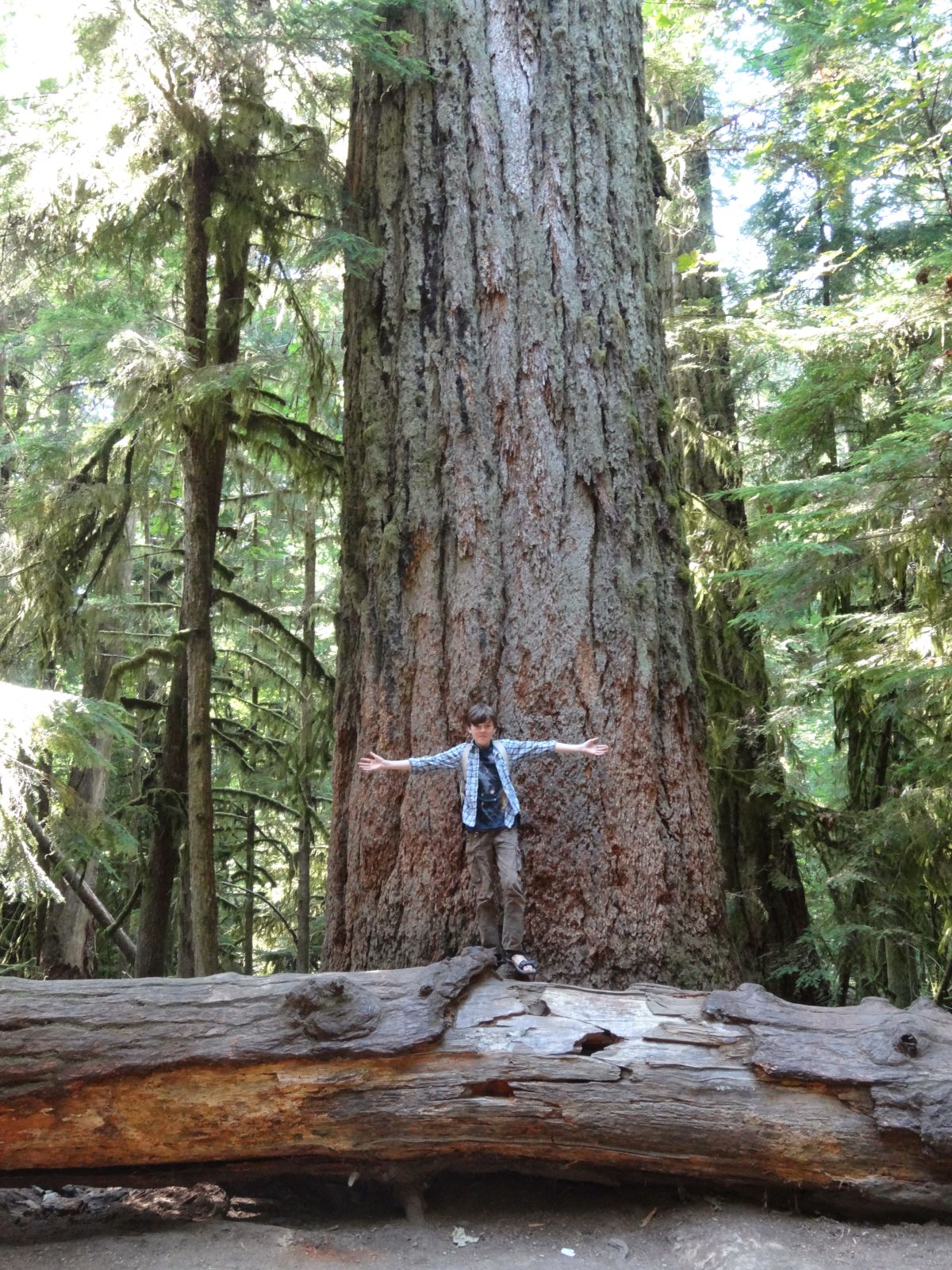 MacMillan (Cathedral Grove) | Go Camping BC